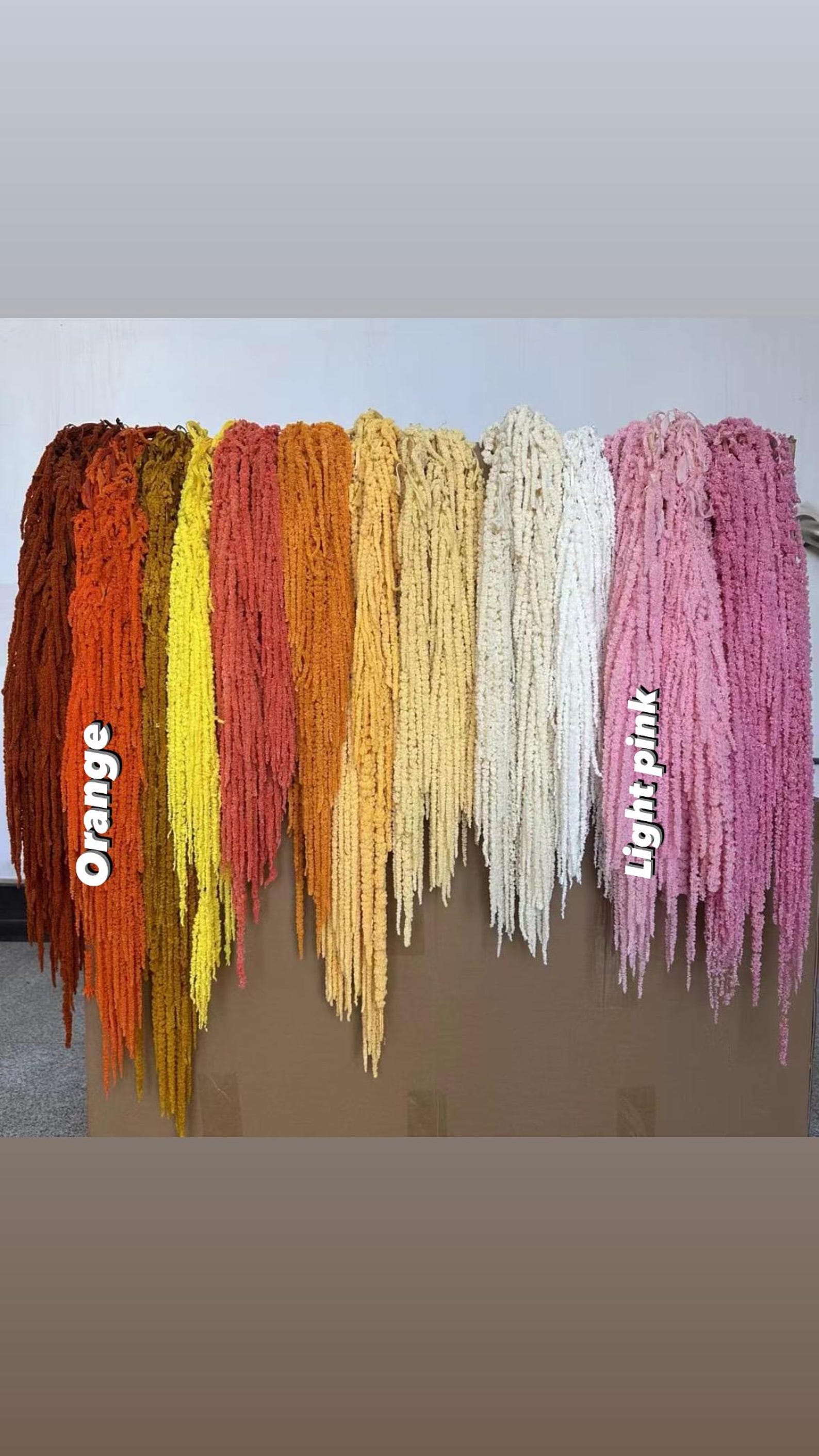 Hanging Amaranthus Long 5 Stems -premium Dried Preserved Flowers ...