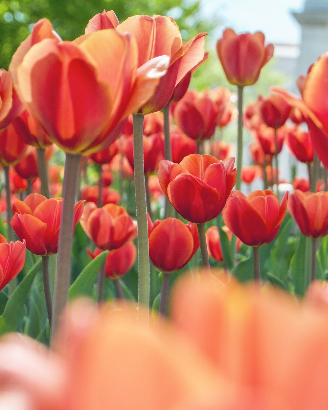 Tulips in the Springtime Photo - Digital Print - Madison, WI - Tulips ...