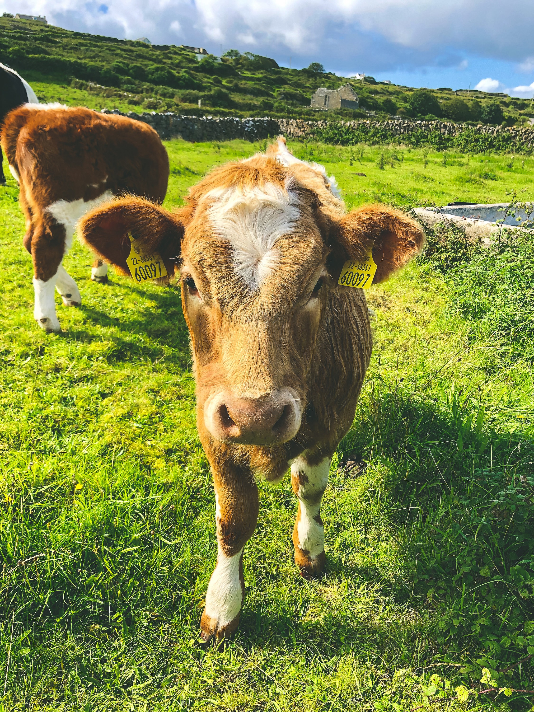 Cow Friend - Digital Print - Travel Photography - Ireland - Animal ...