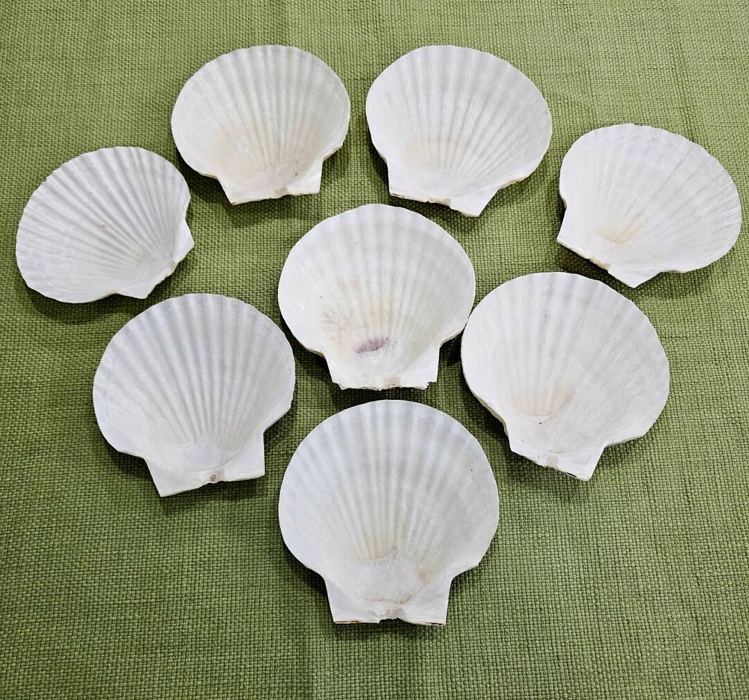Set of 8 Natural Scallop Shell Plates | Made in Japan | | Clam Shell ...