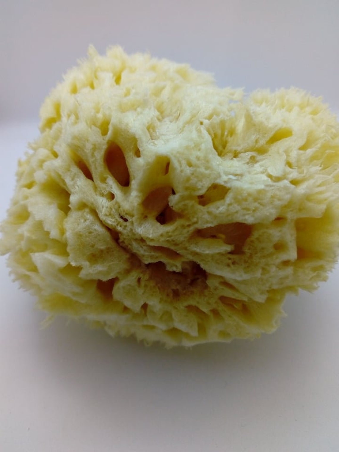 2 Natural Sea Sponges White From Greeceorganic | Etsy