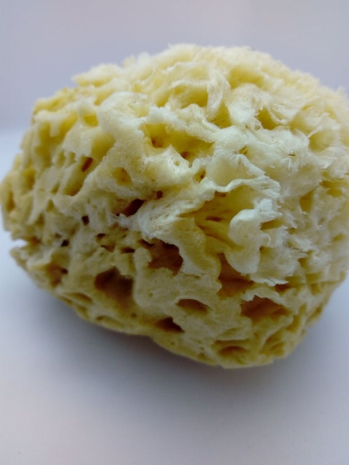 2 Natural Sea Sponges White From Greeceorganic | Etsy