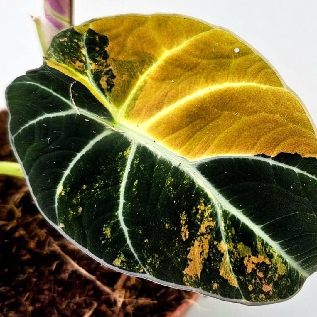 Alocasia Black Velvet Aurea Variegated Planting Corms - Etsy