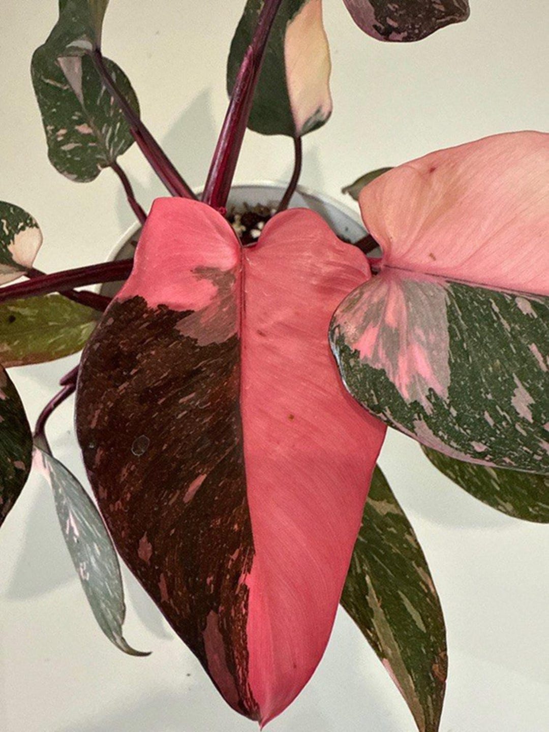 Philodendron Pink Princess Variegated Rooted Nodes Cuttings - Etsy