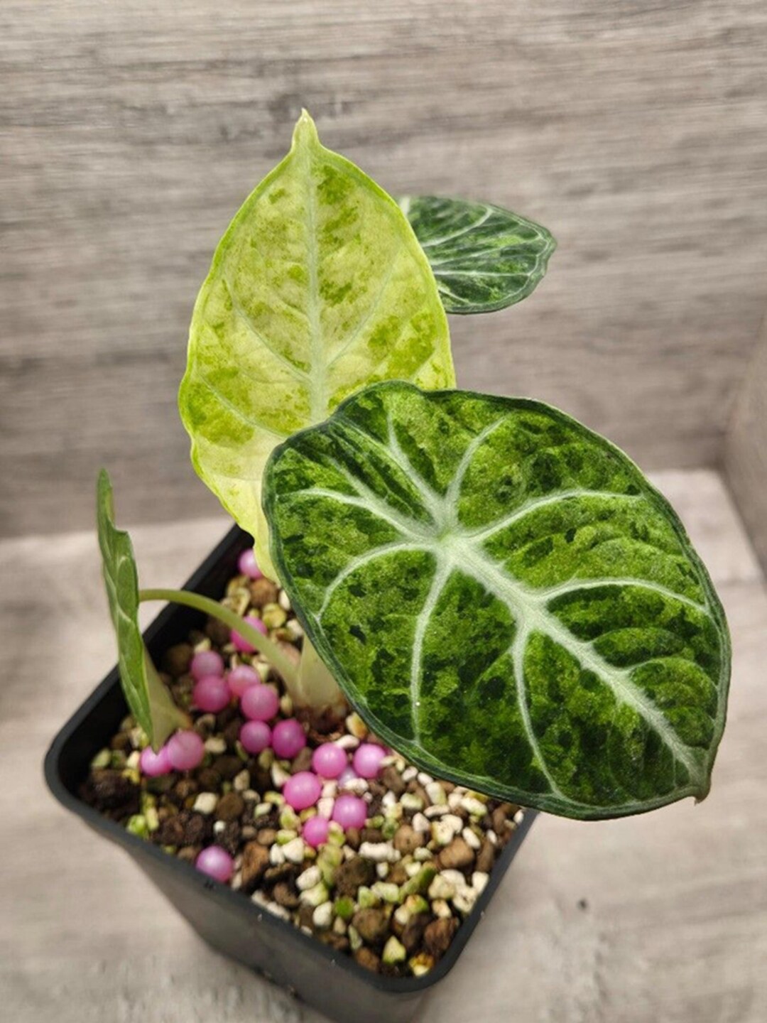 Alocasia Ninja Splash Variegated Planting Corms - Etsy