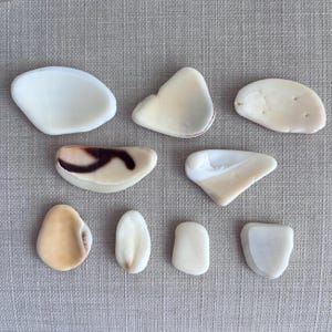 9 Smooth Shell Pieces for Art Projects, Beautiful Shell Fragments for ...