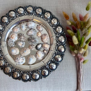 Limpet Shells for Crafts, Limpet Seashells for Art Projects, Fairy ...