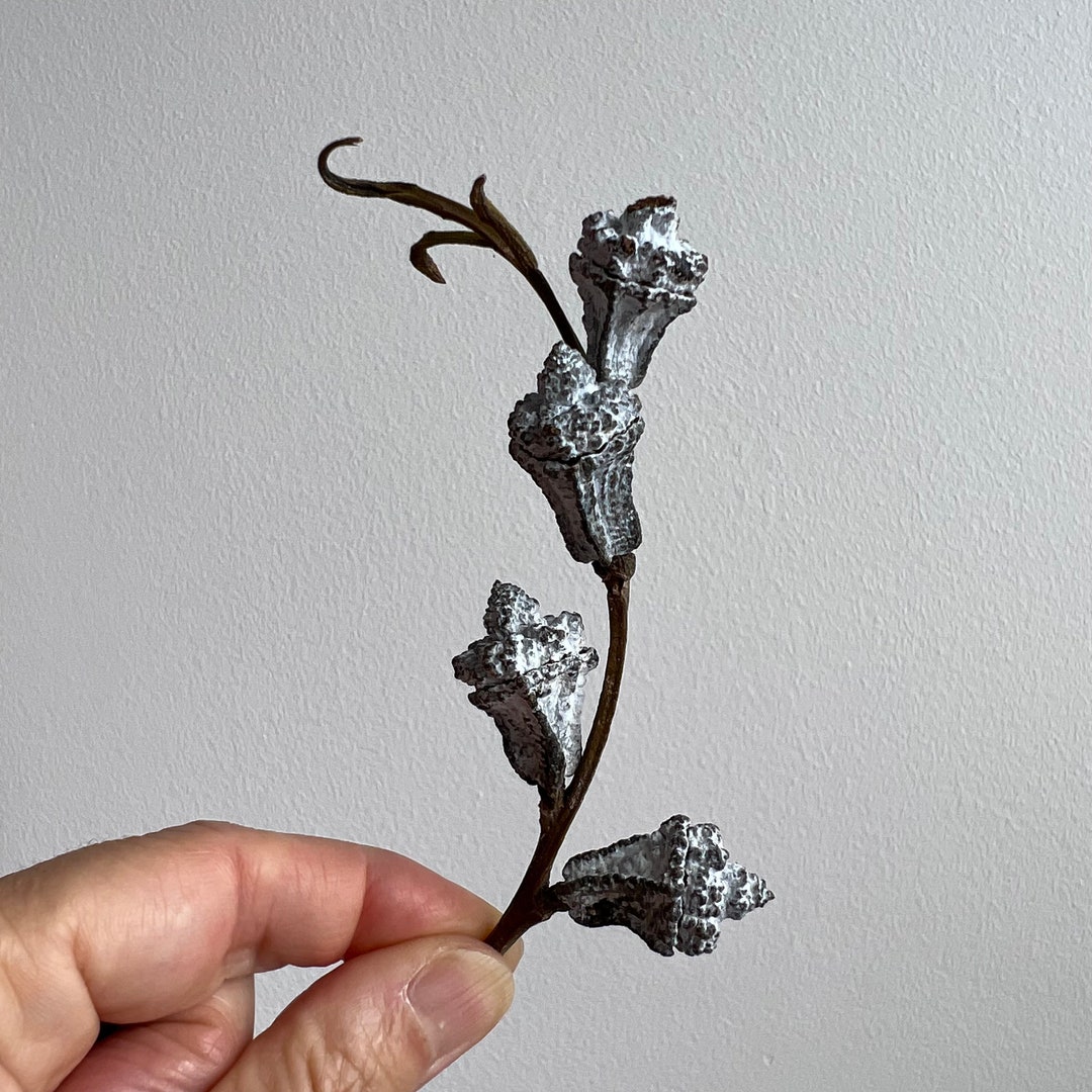 Frosted Eucalyptus Pods: Silver Bell, Snow Look, Fairy Garden Supply ...