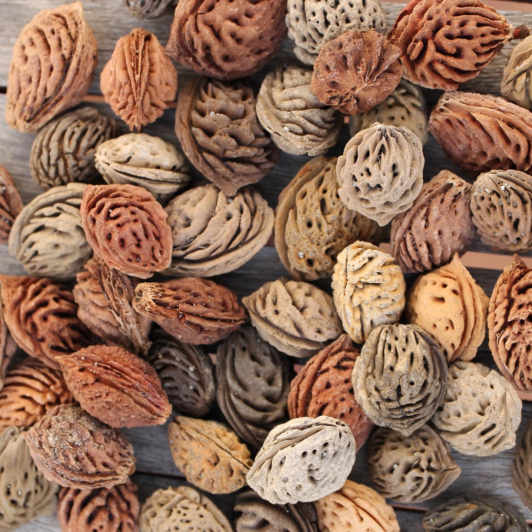 Peach Pit Driftwood Kernels, Ocean Tumbled Peach Pits, Driftwood Art ...
