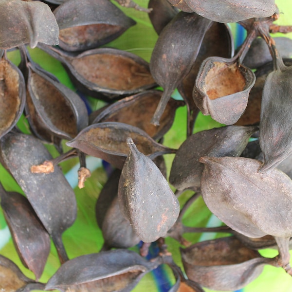 Unusual Seed Pods - Etsy