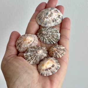 Limpet Shells for Crafts, Limpet Seashells for Art Projects, Fairy ...