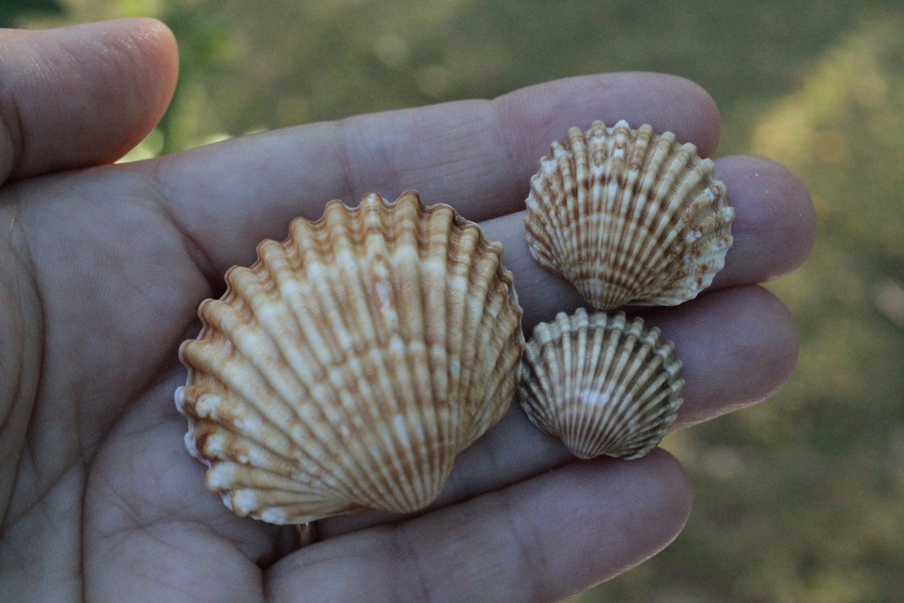 20 Small Cockle Shells Mix Size Bulk Genuine Sea Shells from | Etsy