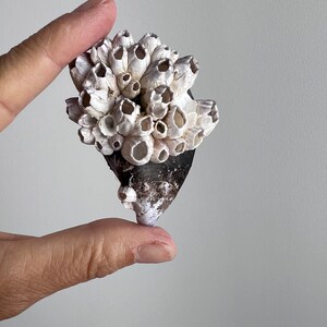 7 Mussels Shells With Barnacles, Fish Tank Decor, Marine Wall Art ...