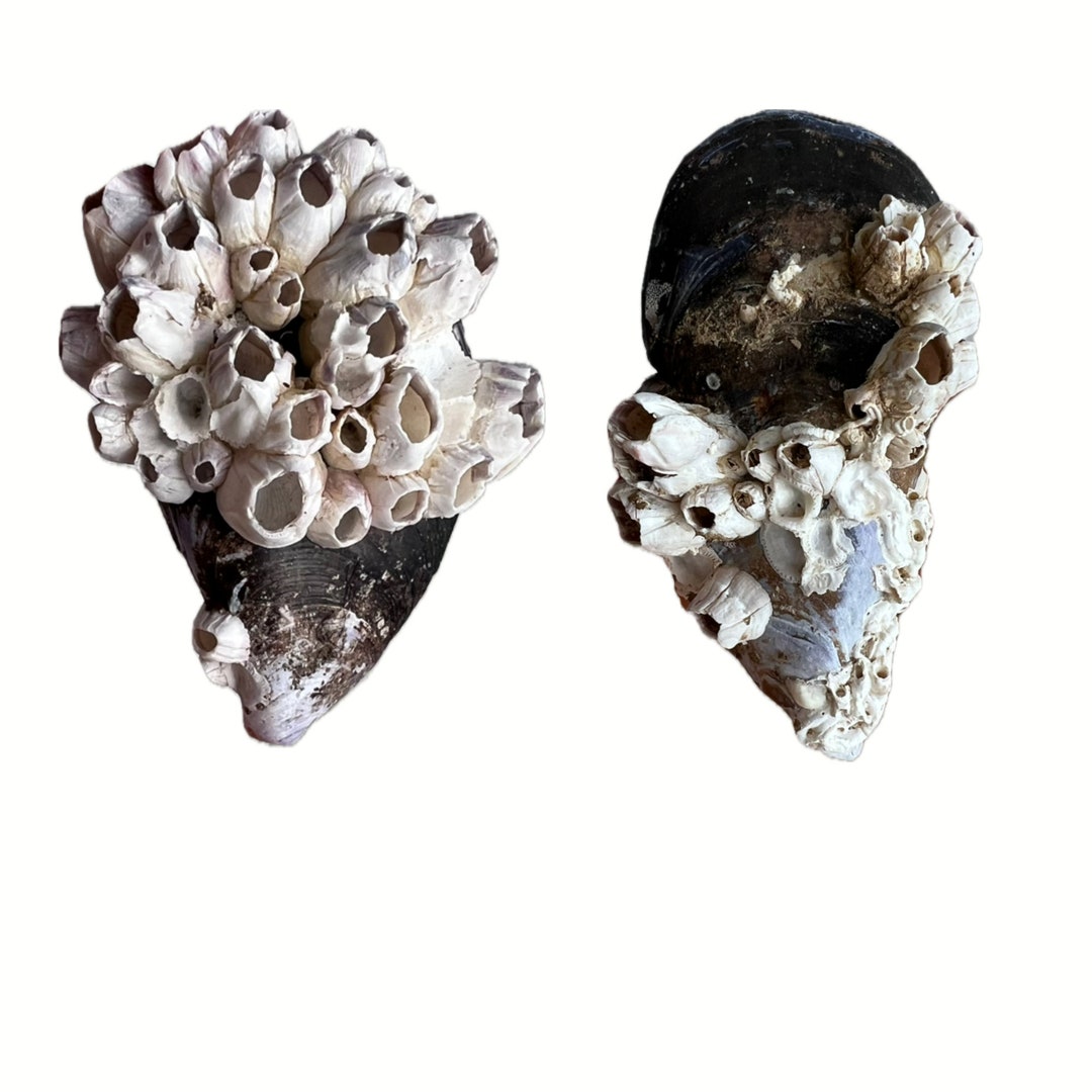 7 Mussels Shells With Barnacles, Fish Tank Decor, Marine Wall Art ...
