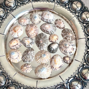 Limpet Shells for Crafts, Limpet Seashells for Art Projects, Fairy ...