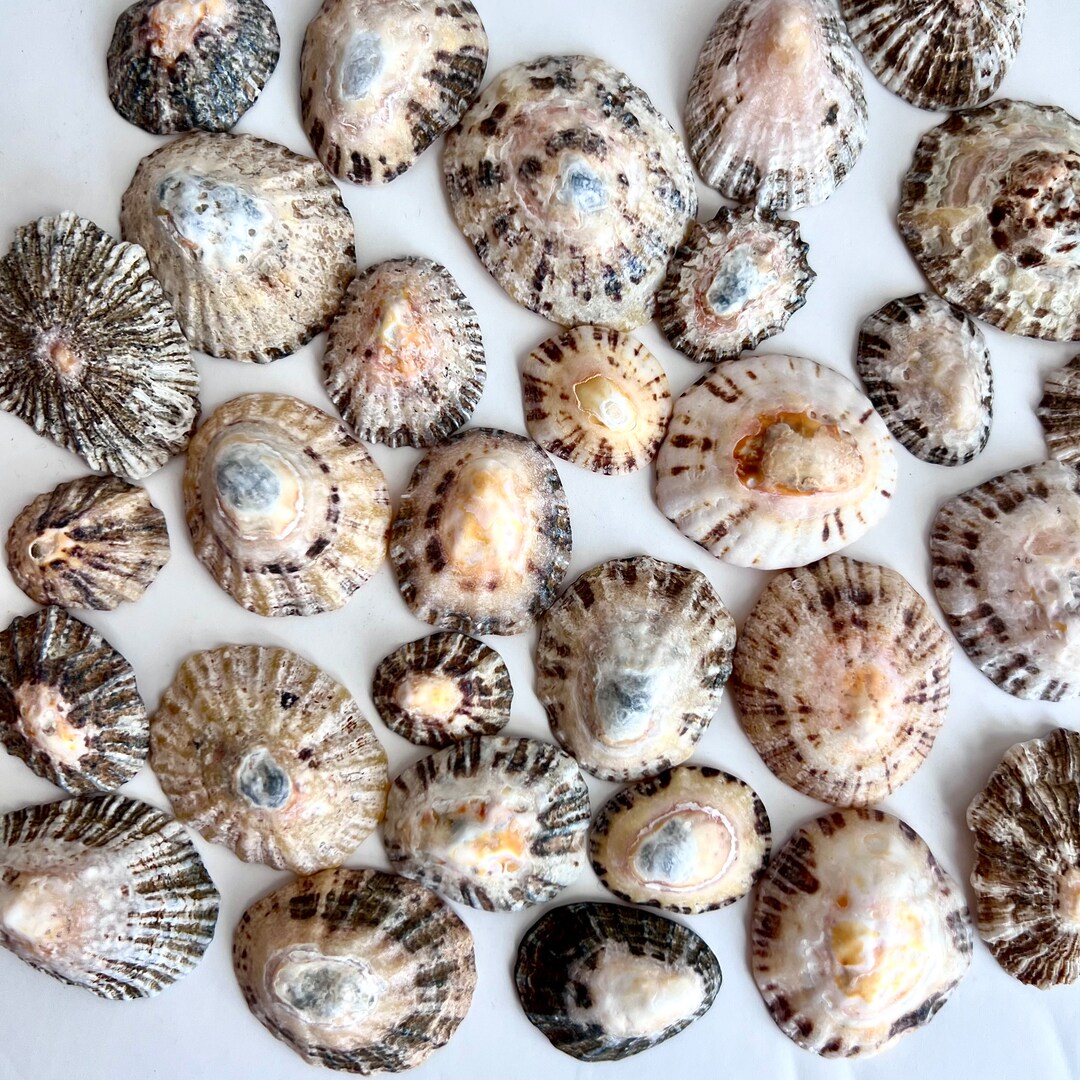 Limpet Shells for Crafts, Limpet Seashells for Art Projects, Fairy ...