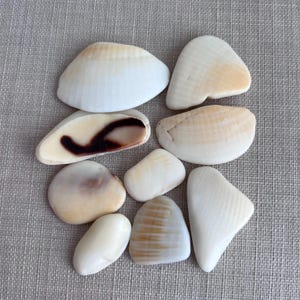 9 Smooth Shell Pieces for Art Projects, Beautiful Shell Fragments for ...