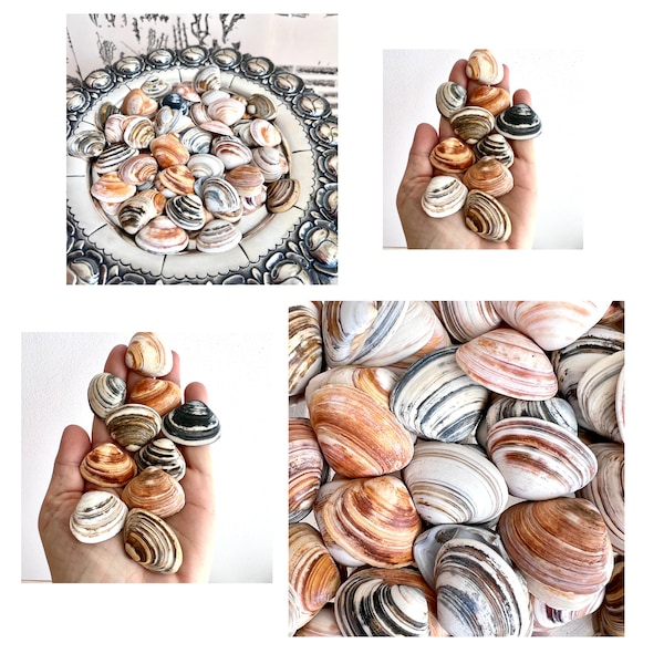 Wedding Shells - Etsy