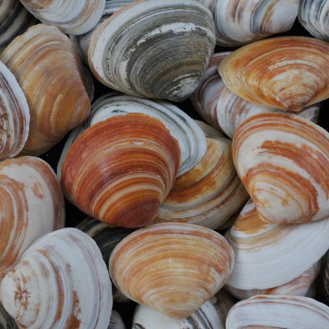 Clam Shells for Art Projects, Resin Art Shells, Seashell Mirror, Beach ...