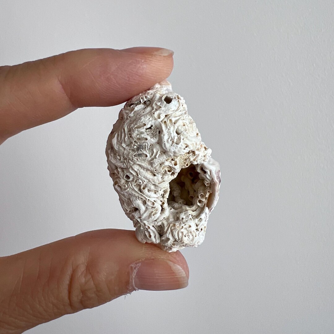 Fossilized Shell With Barnacles, Sea Fossils, Unique Xmas Gift, Natural ...