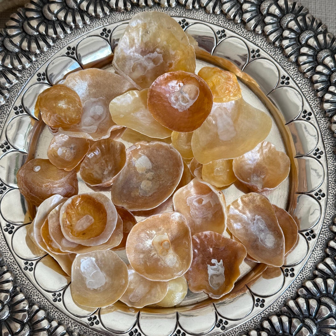 30 Yellow Jingle Shells Selection, Crafts Jewelry Art Supply ...