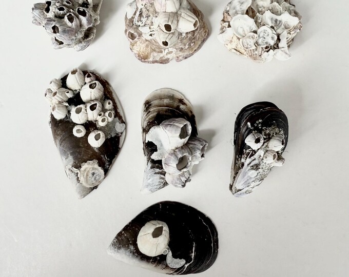 Shells With Barnacles, Fish Tank Decor, Marine Wall Art, Natural ...