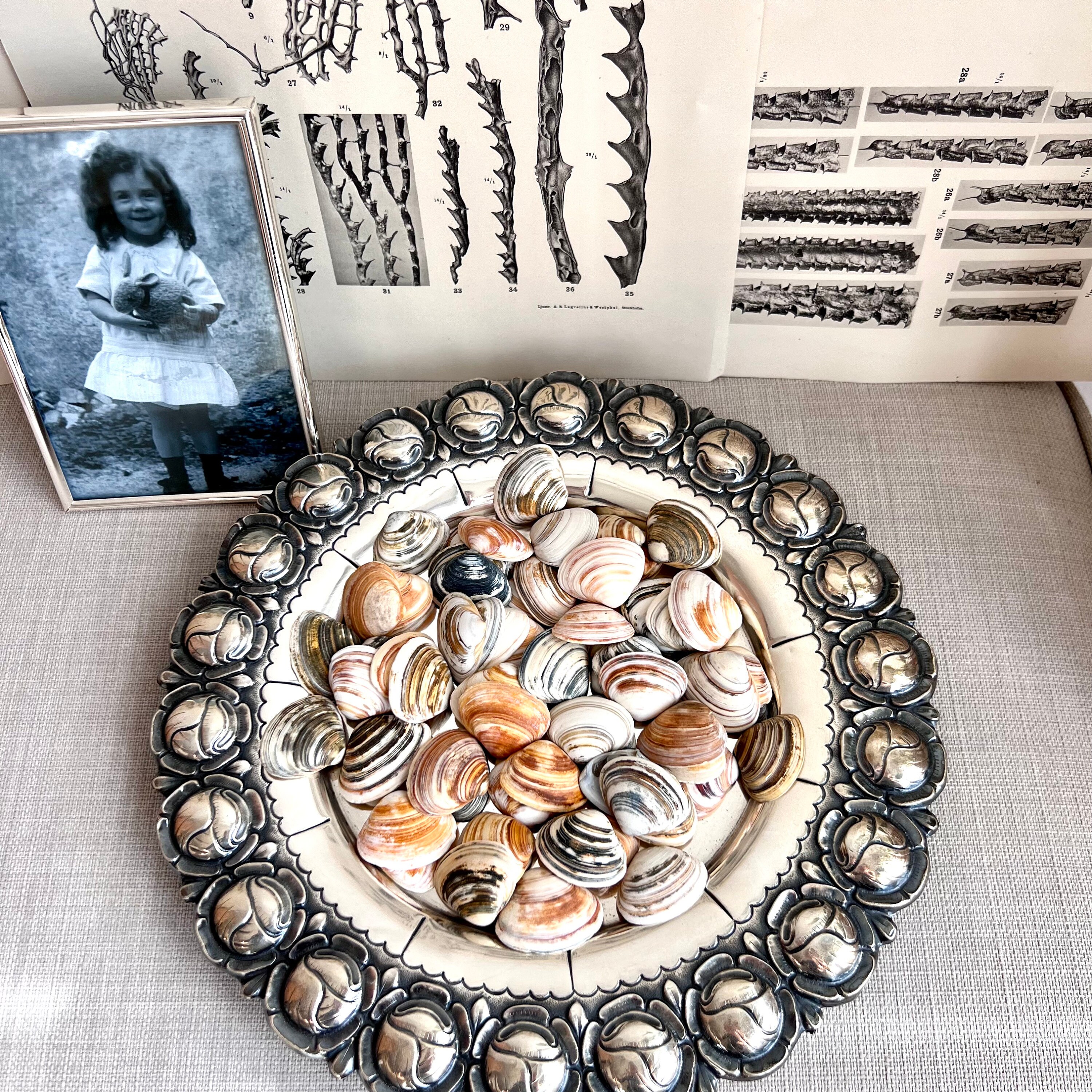 20 Natural Clam Shells: Colorful Beach Wedding Decor, Art Projects - Etsy