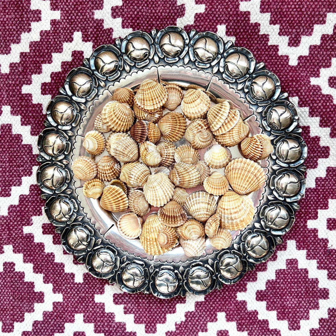 Cockle Shells for Crafts and Art, Shell Wreath,shells for Candle Making ...