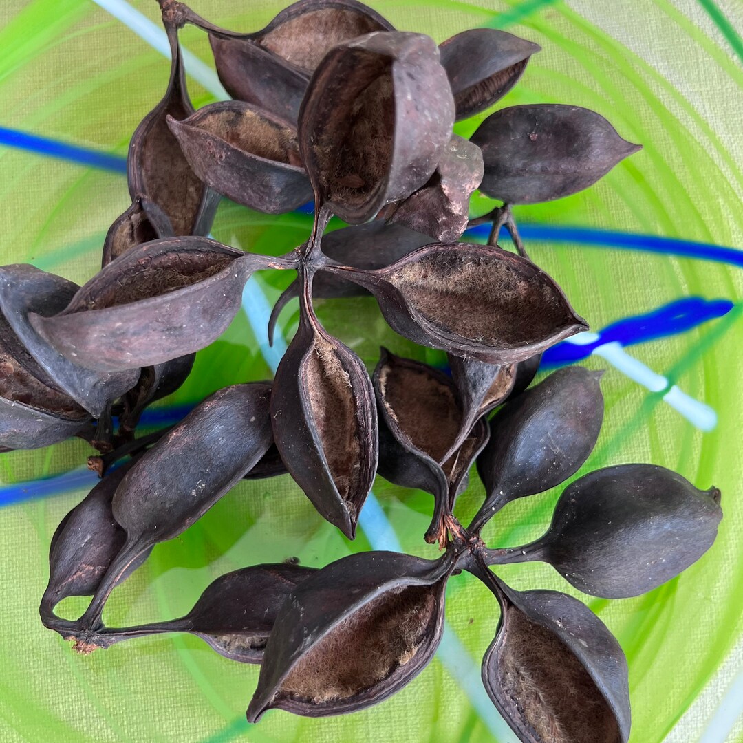 Large Brachychiton Pods for Art Projects, DIY Crafts, Unique Pods for ...