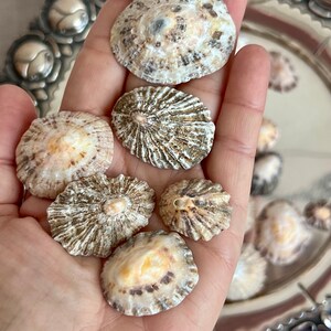 Limpet Shells for Crafts, Limpet Seashells for Art Projects, Fairy ...