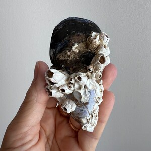 7 Mussels Shells With Barnacles, Fish Tank Decor, Marine Wall Art ...