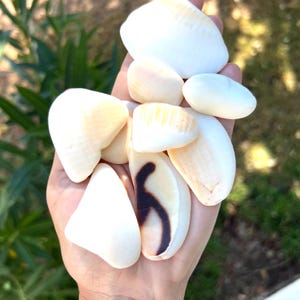 9 Smooth Shell Pieces for Art Projects, Beautiful Shell Fragments for ...