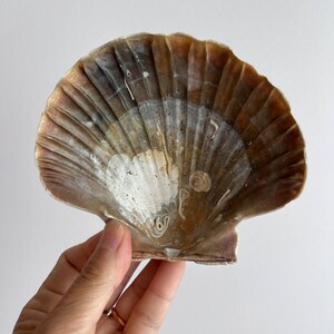 Scallop Shells: Natural Altar Offering Plate, Home Decor - 7 Sizes - Etsy