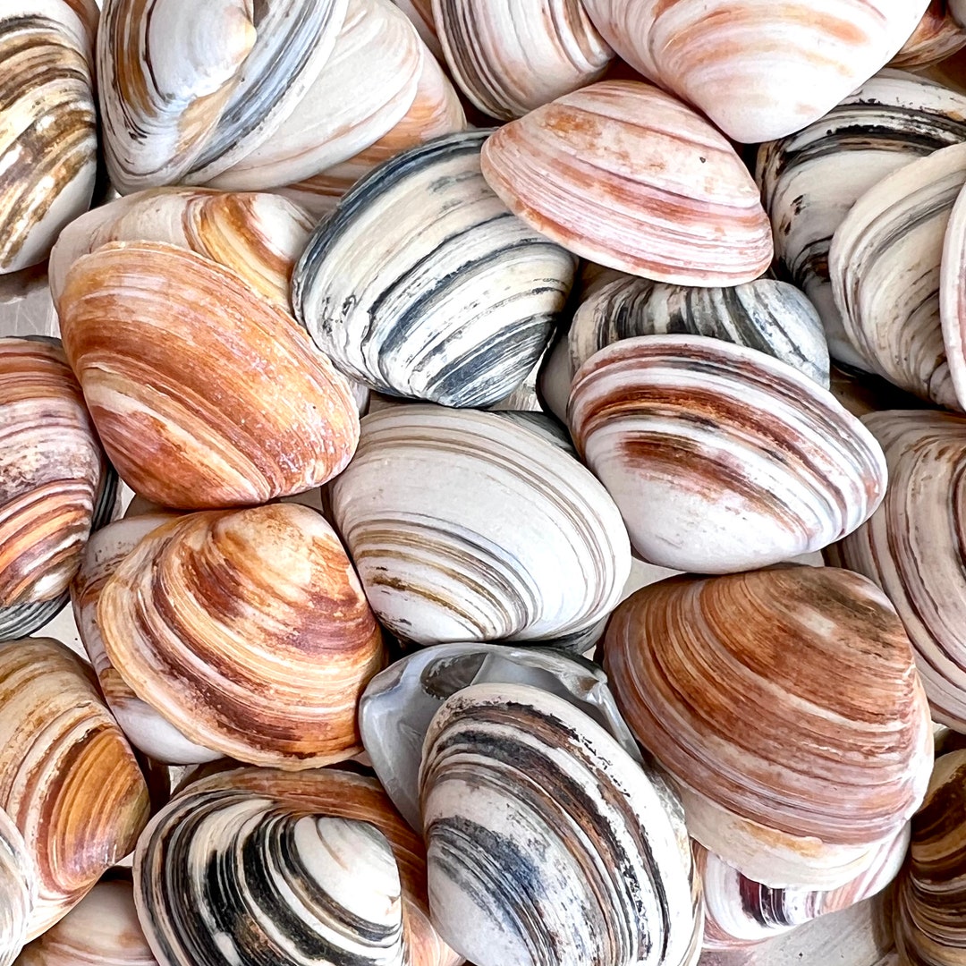 Clam Shells for Art Projects, Resin Art Shells, Seashell Mirror, Beach ...