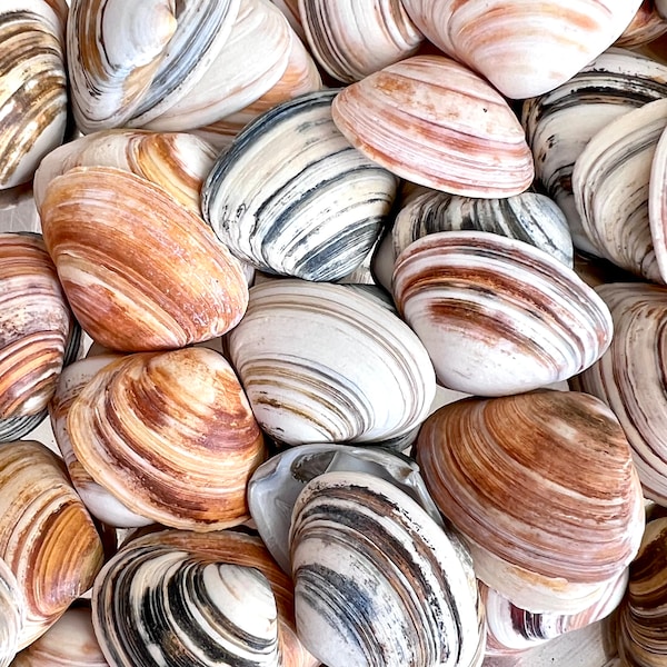 Wedding Shells - Etsy