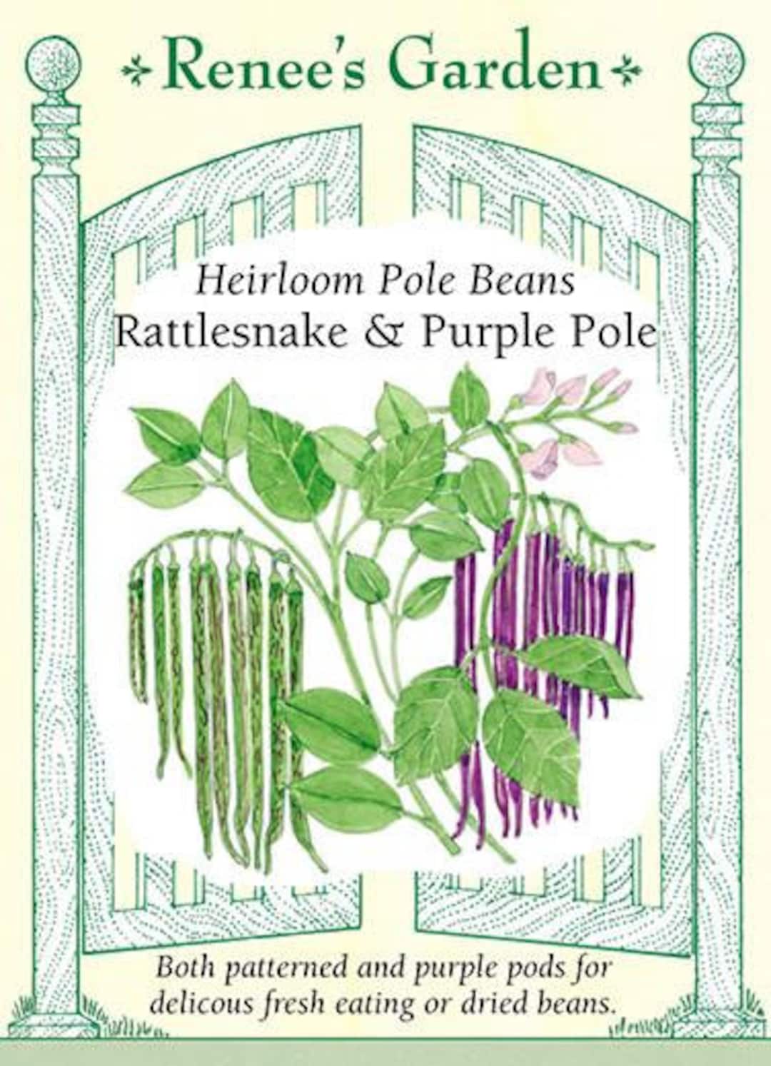 Rattlesnake & Purple Pole Beans - Seed Packet - Etsy