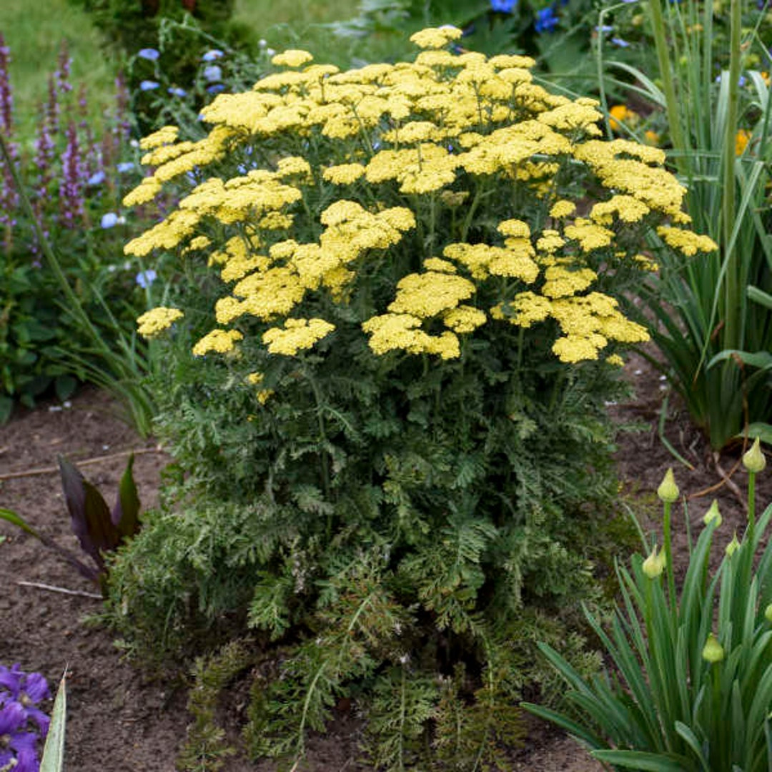 Firefly Sunshine Yarrow - 1 Gallon Container - Proven Winners Perennial ...