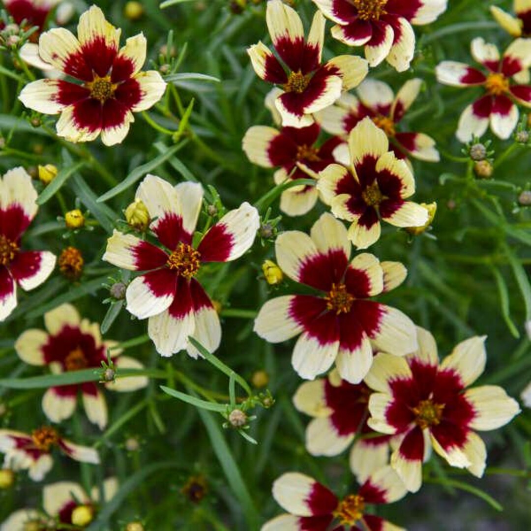 Creamy Calico Coreopsis - #1 Container - Proven Winners Perennial - Etsy