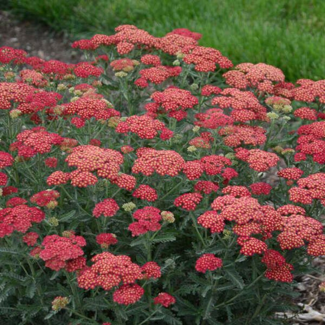 Firefly Red Pop Yarrow - 1 Gallon Container - Proven Winners Perennial ...