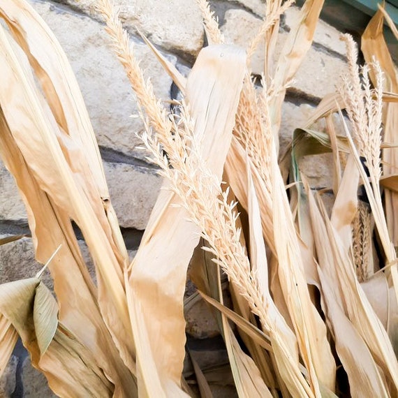 Dried Corn Stalks