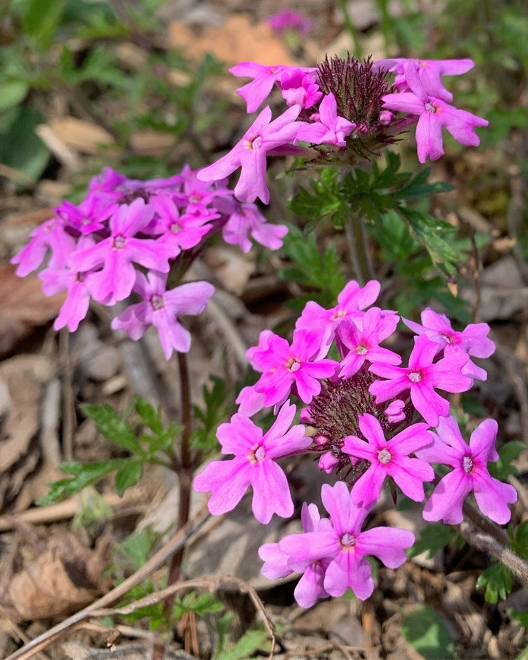 Rose Verbena - Native Perennial - 1 Gallon Container - Dormant Plant - Etsy