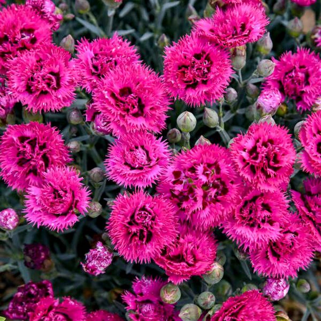 Spiked Punch Dianthus - #1 Container - Proven Winners Perennial - Etsy