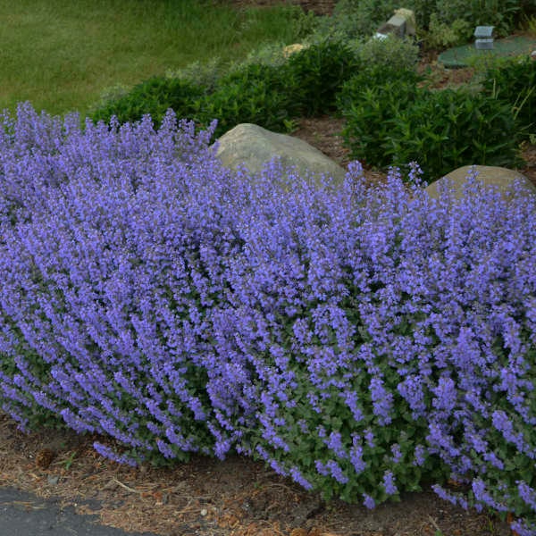 Purrsian Blue Catmint - #1 Container - Etsy