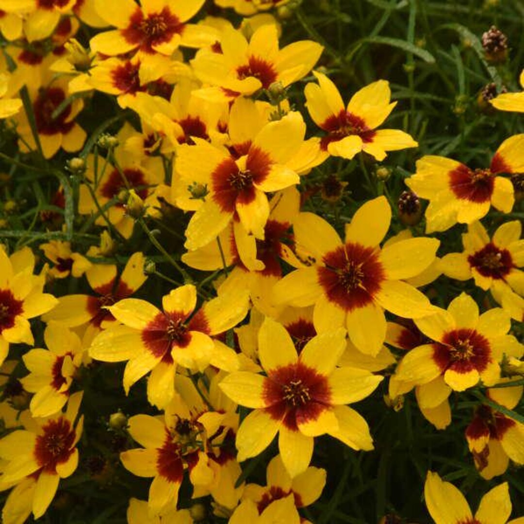 Golden Needles Coreopsis - #1 Container - Proven Winners Perennial - Etsy