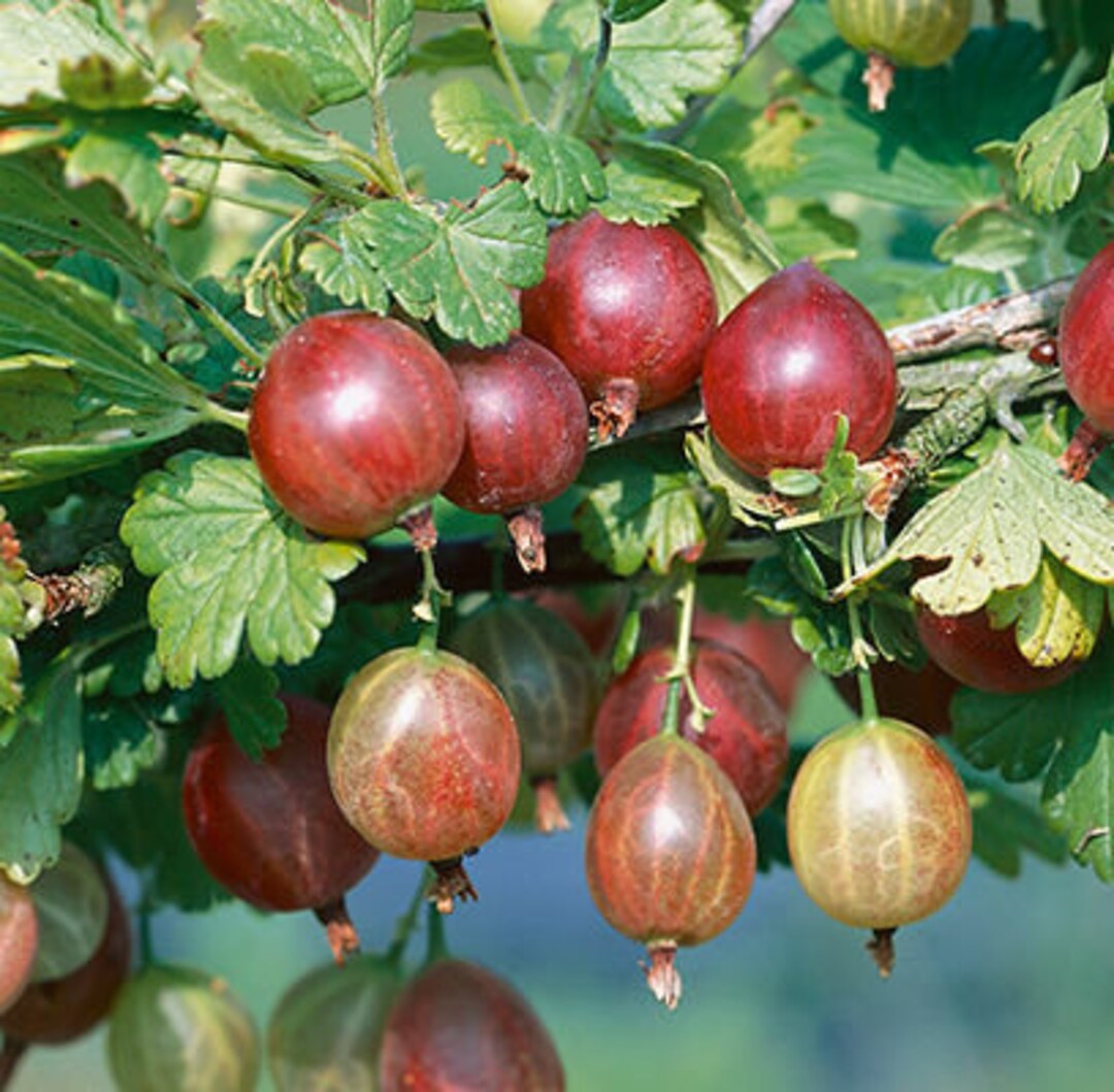 Pixwell Gooseberry - 1 Gallon Container - Etsy