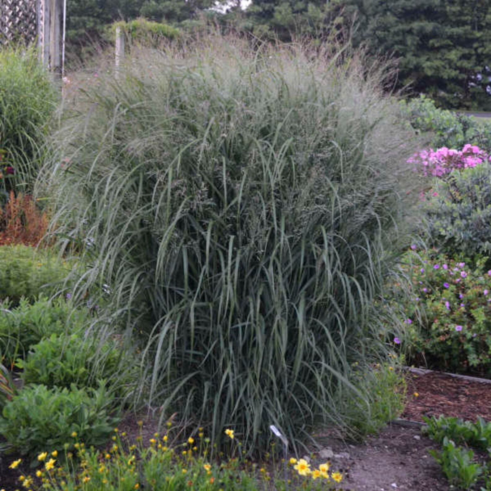 Apache Rose Switchgrass - 2 Gallon Container - Proven Winners Grass - Etsy