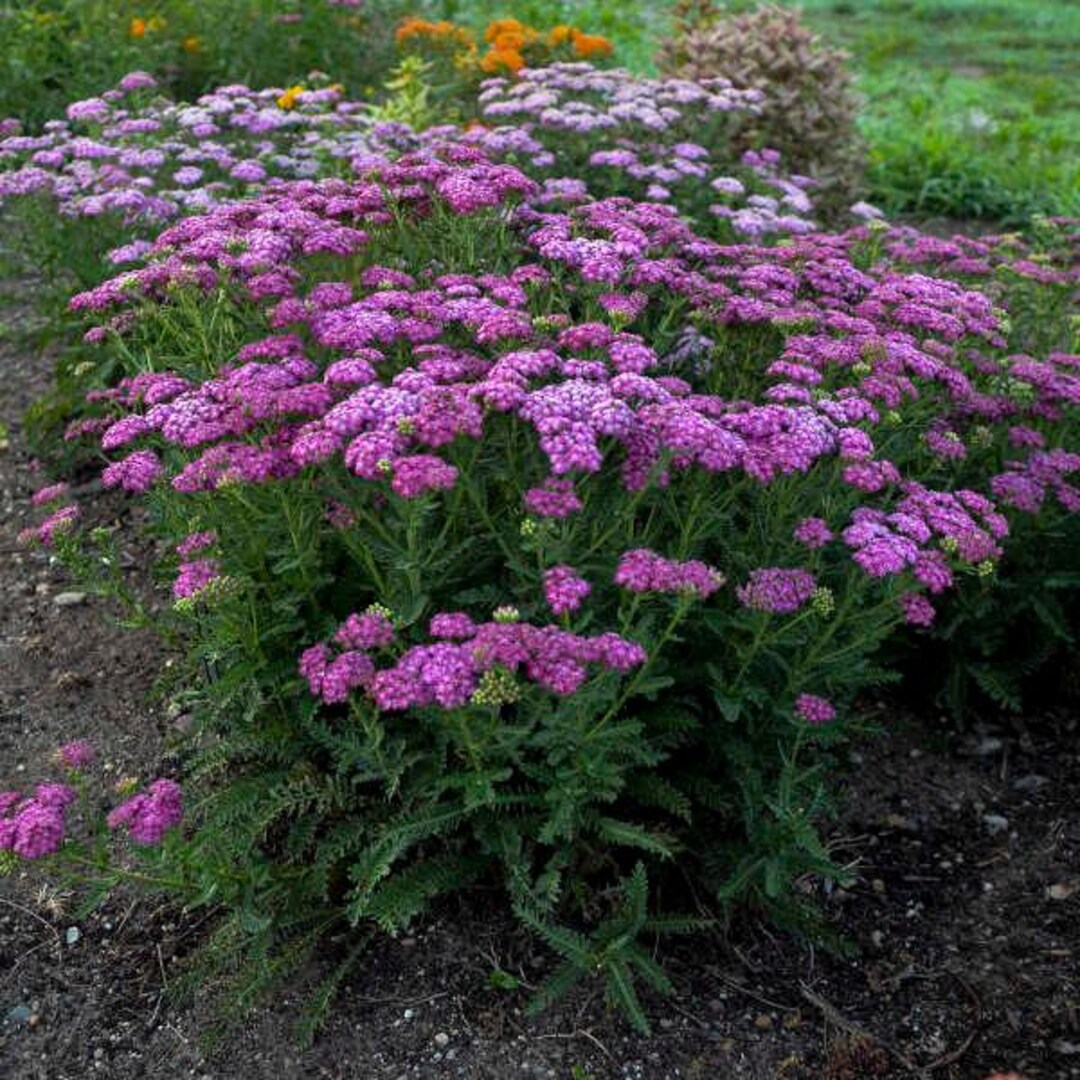 Firefly Fuchsia Yarrow - 1 Gallon Container - Proven Winners Perennial ...