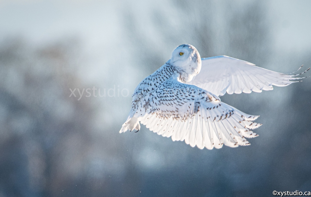 Female Snowy Owl Flying and Looking Back - Photography Digital Prints ...