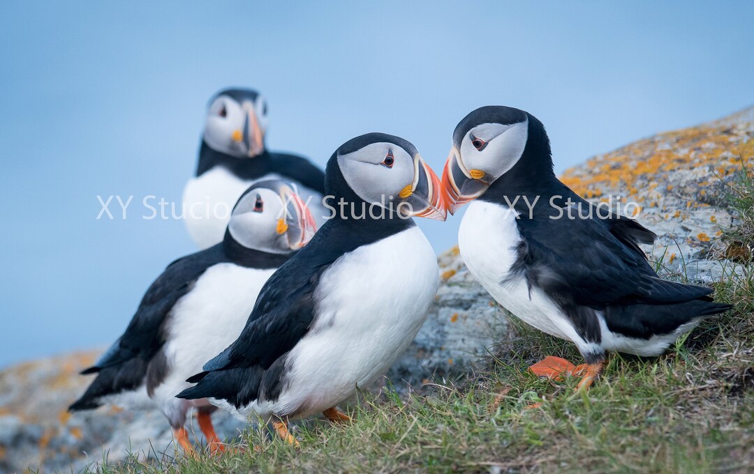 Puffins Are Playing Together on the Rock -photography Digital Print ...
