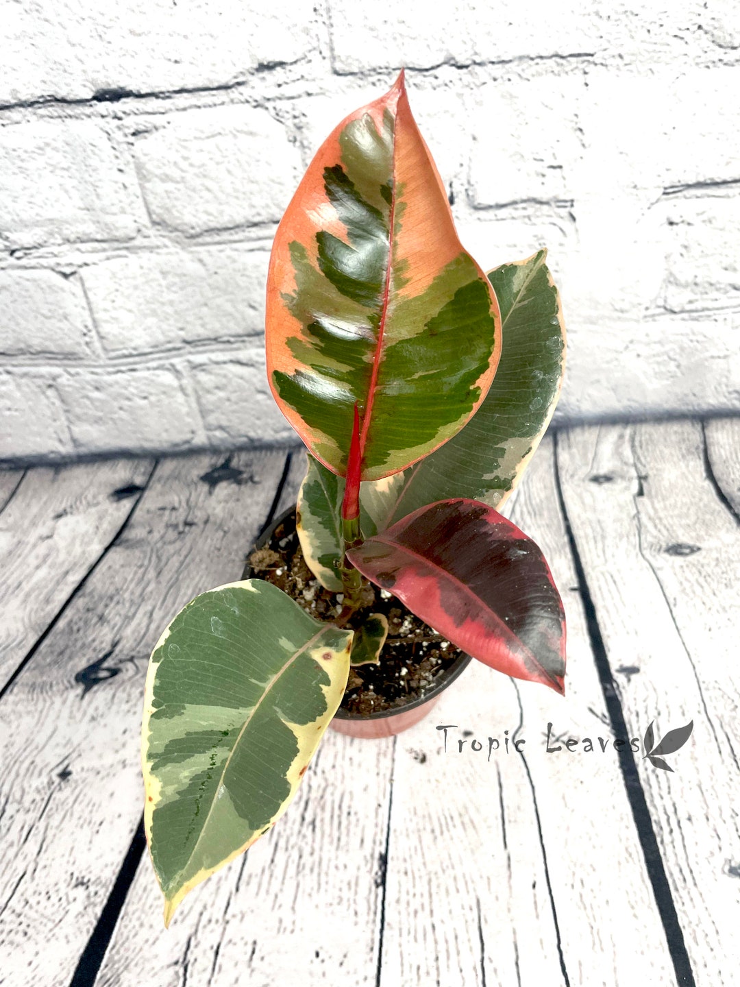 Ficus Ruby 4 Pot House Plant Air Purify Plant Live - Etsy